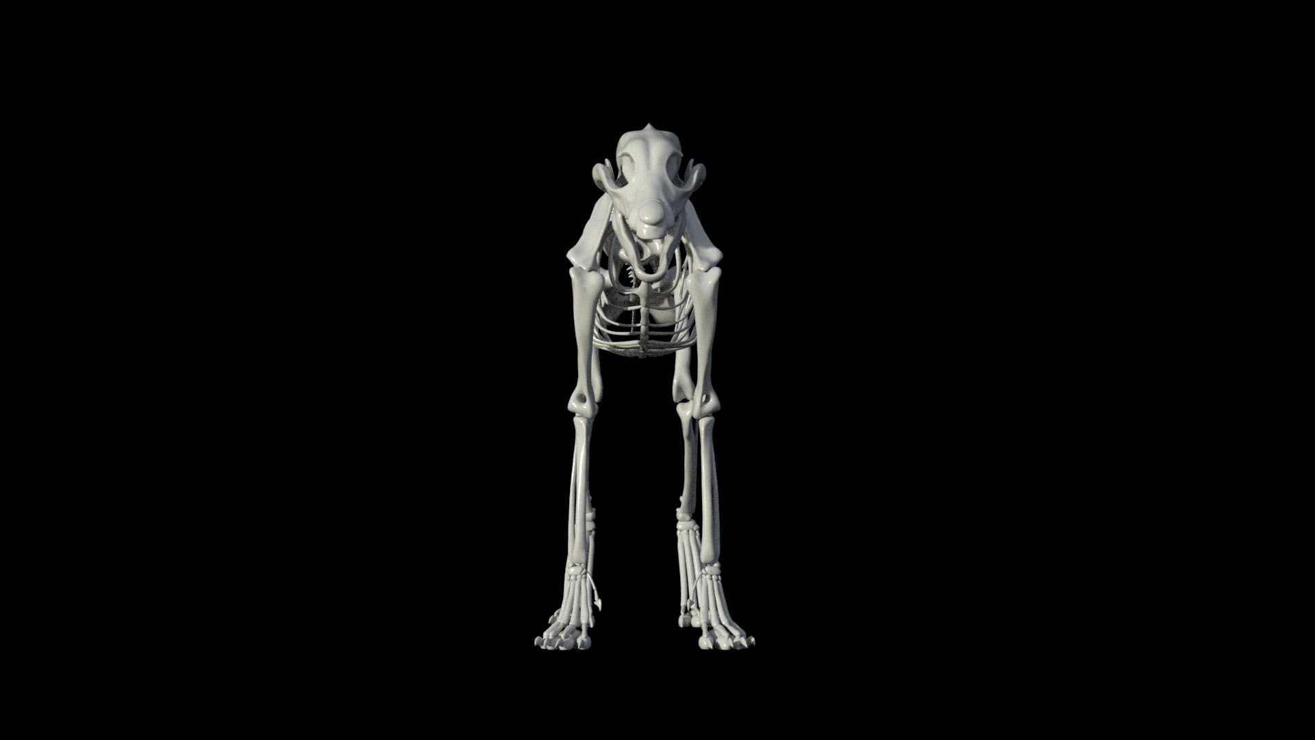 3D Wolf Skeleton - TurboSquid 1709051