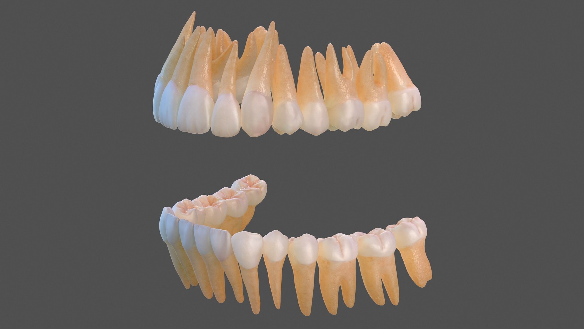 3D human teeth - TurboSquid 1459204