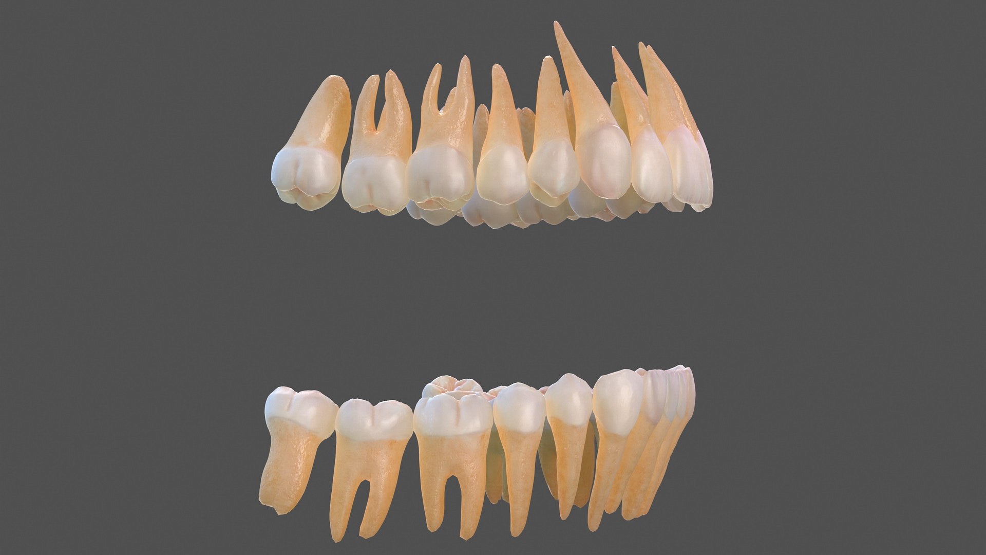 3D Human Teeth - TurboSquid 1459204