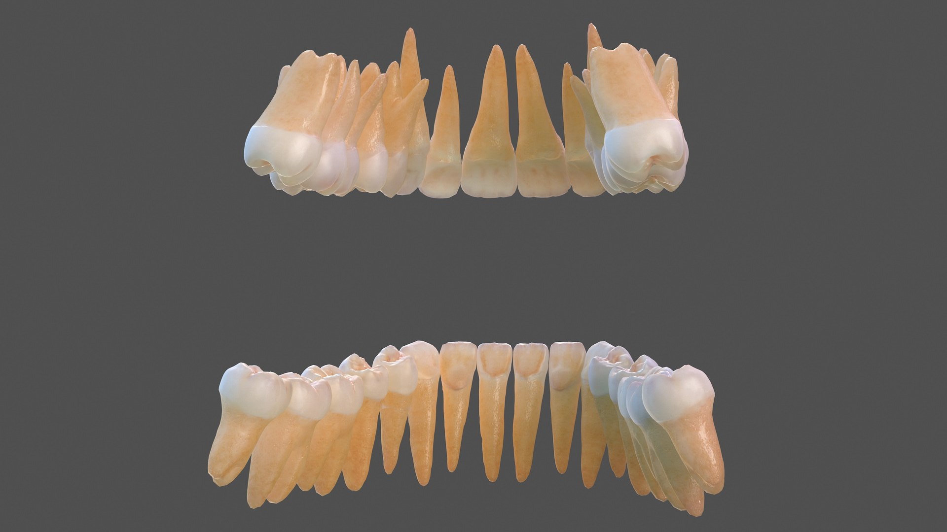 3D Human Teeth - TurboSquid 1459204