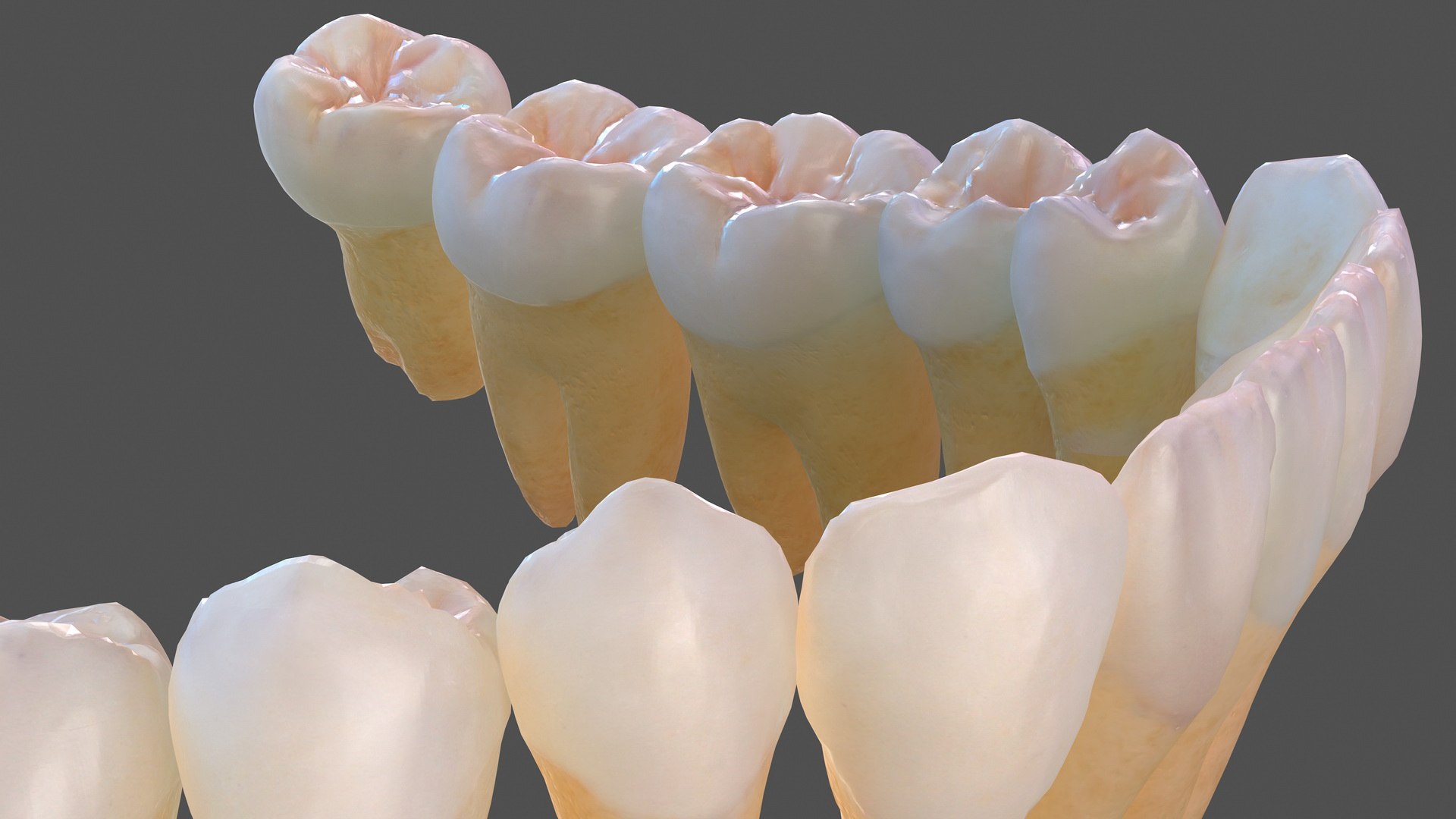 3D Human Teeth - TurboSquid 1459204