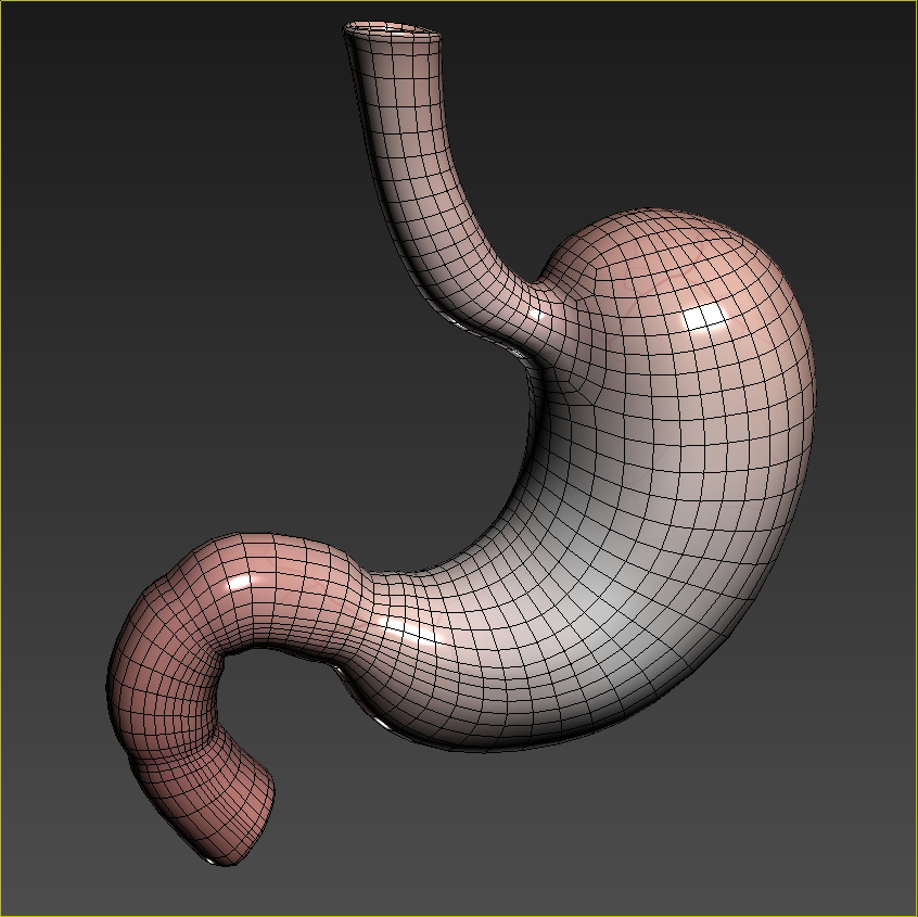 3d stomach anatomy