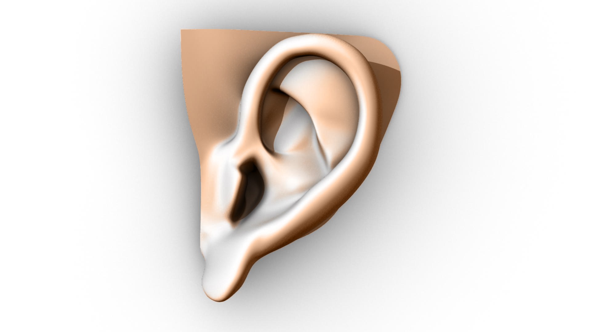 3d human ear model