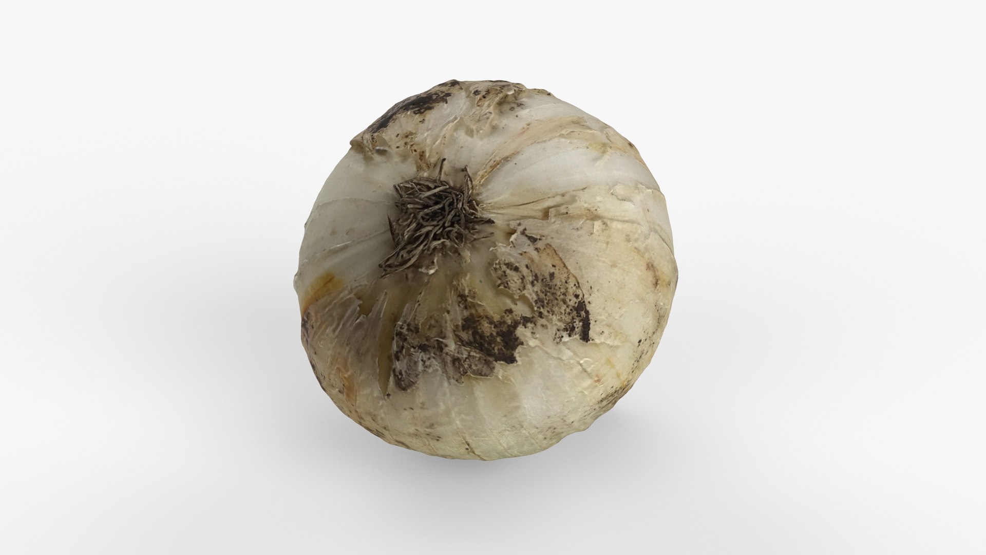Photorealistic 3D Scan Of Onion 3D Model - TurboSquid 2447954