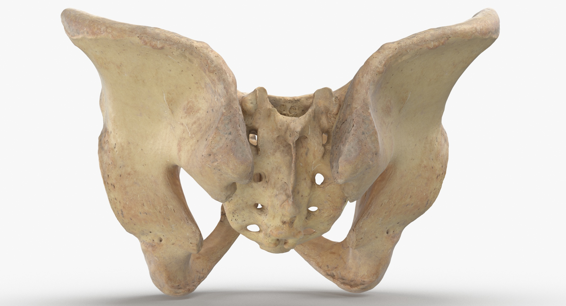 Human Male and Female Pelvis and Sacrum Bones Collection Yellow - 3 ...