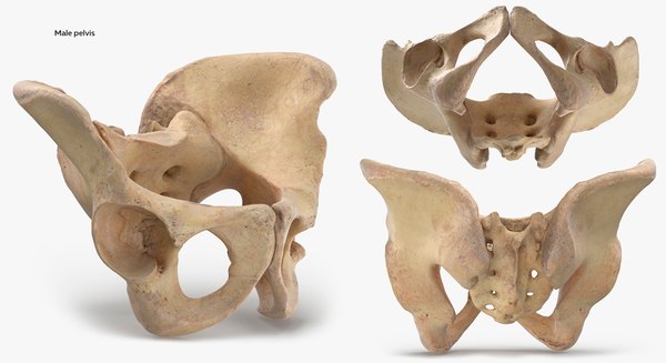 modelo 3d Colección Huesos de Sacro y Pelvis Humana Masculina y ...