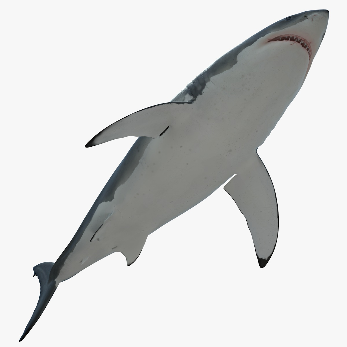 c4d great white shark