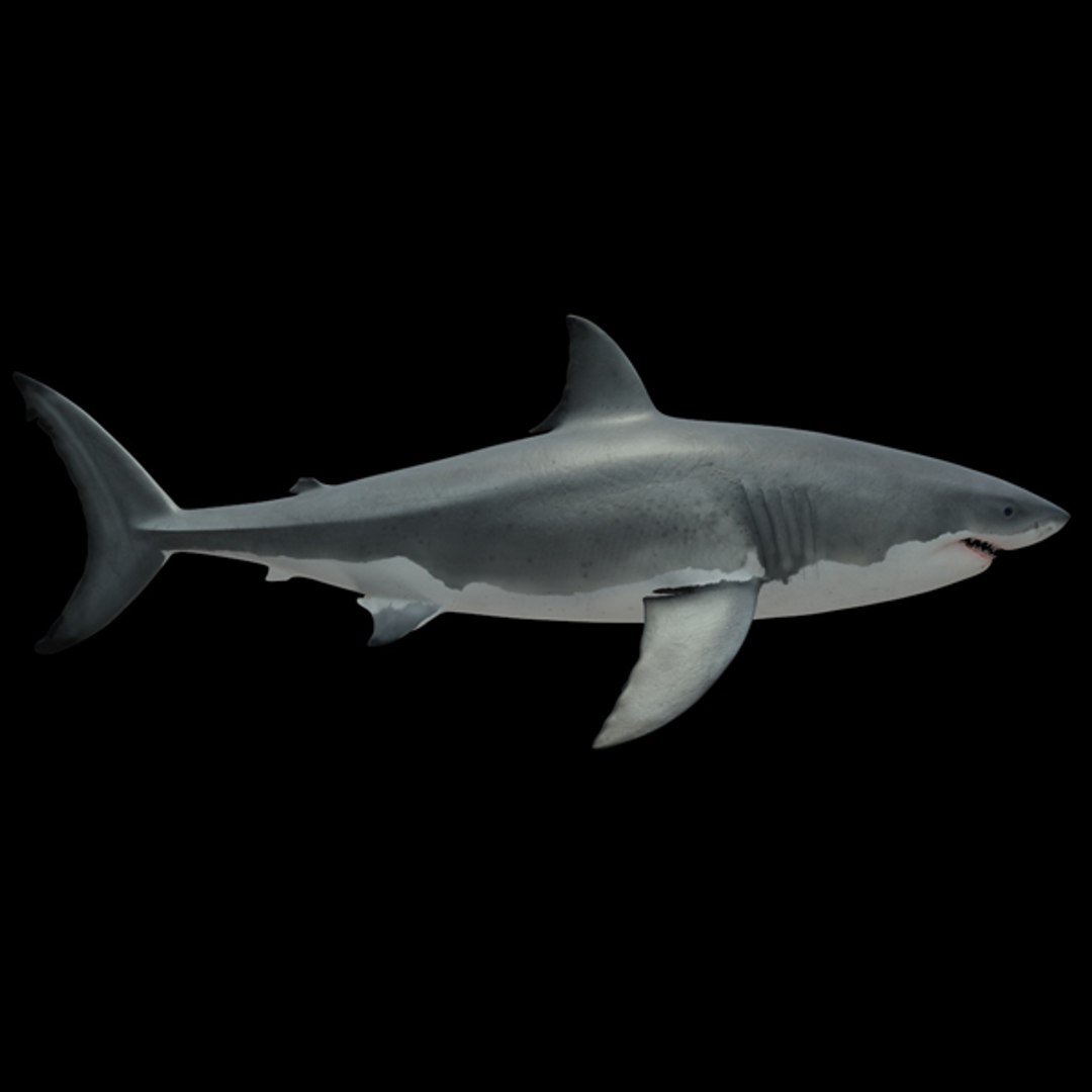 C4d Great White Shark