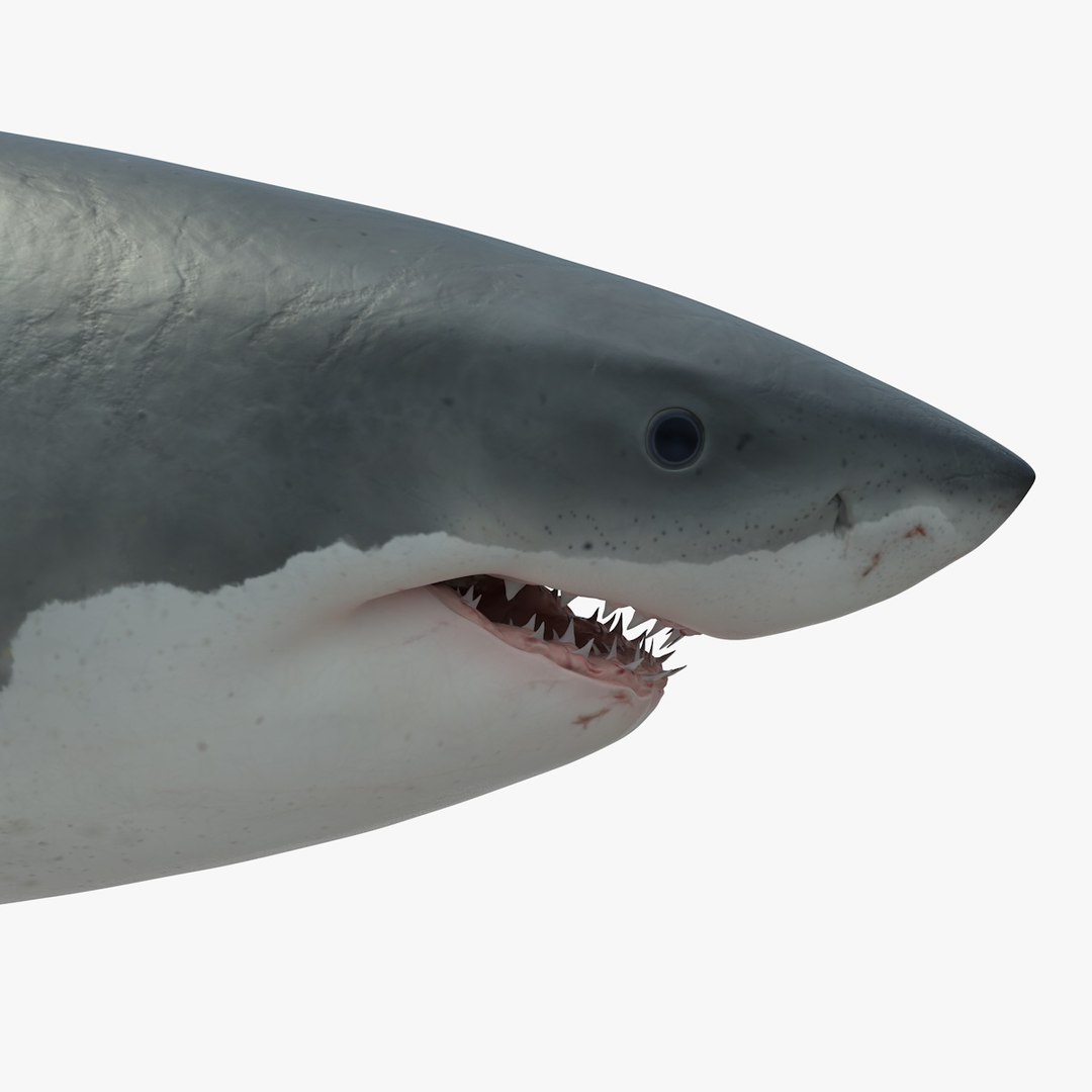 C4d Great White Shark