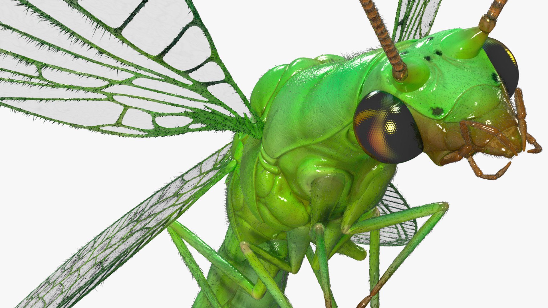 3D Green Lacewing in Flight Fur - TurboSquid 2165659