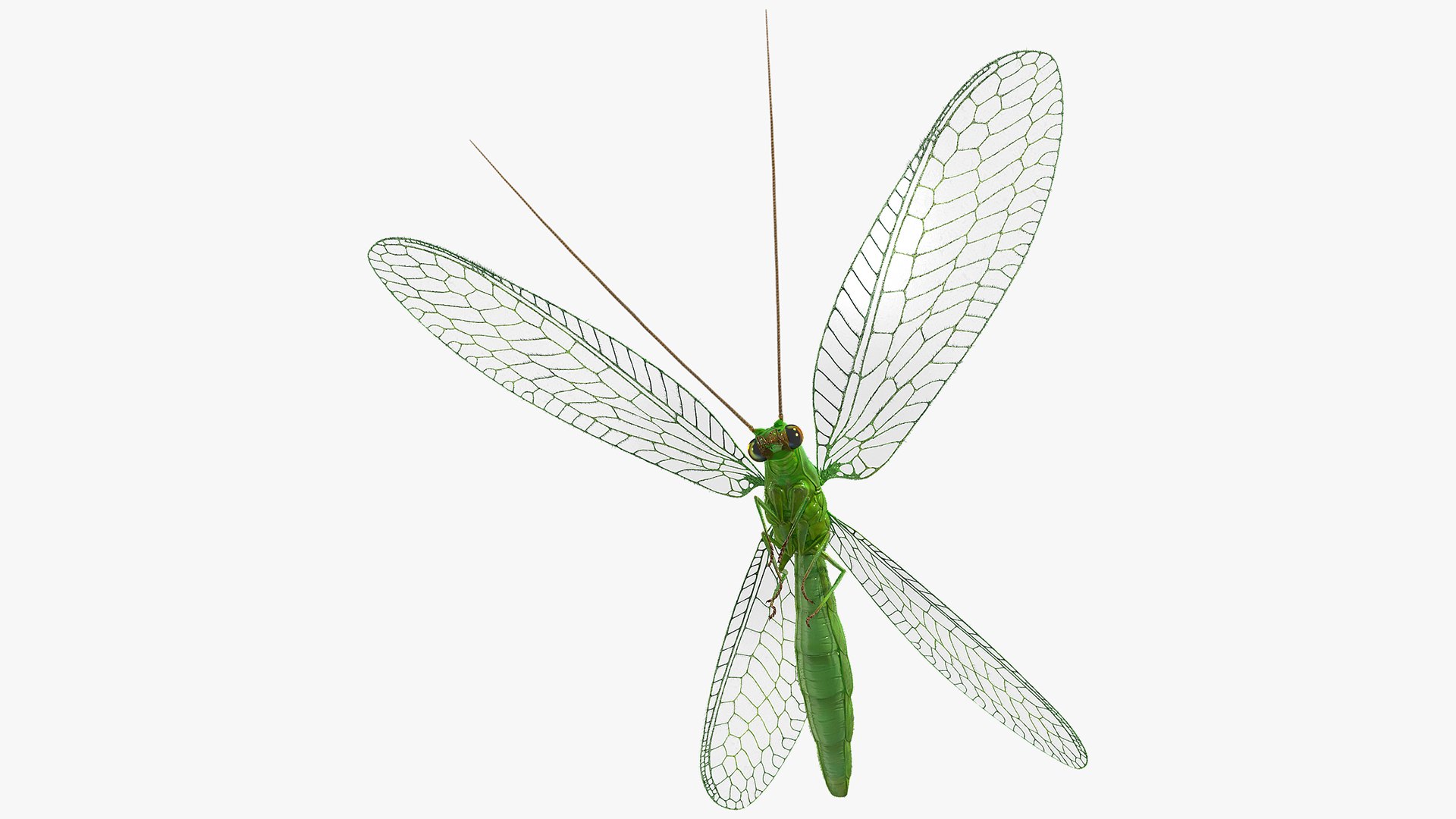 3D Green Lacewing in Flight Fur - TurboSquid 2165659