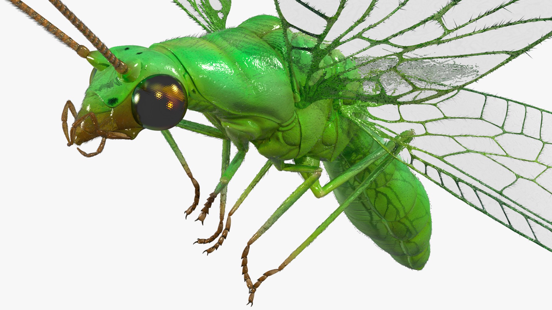 3D Green Lacewing in Flight Fur - TurboSquid 2165659