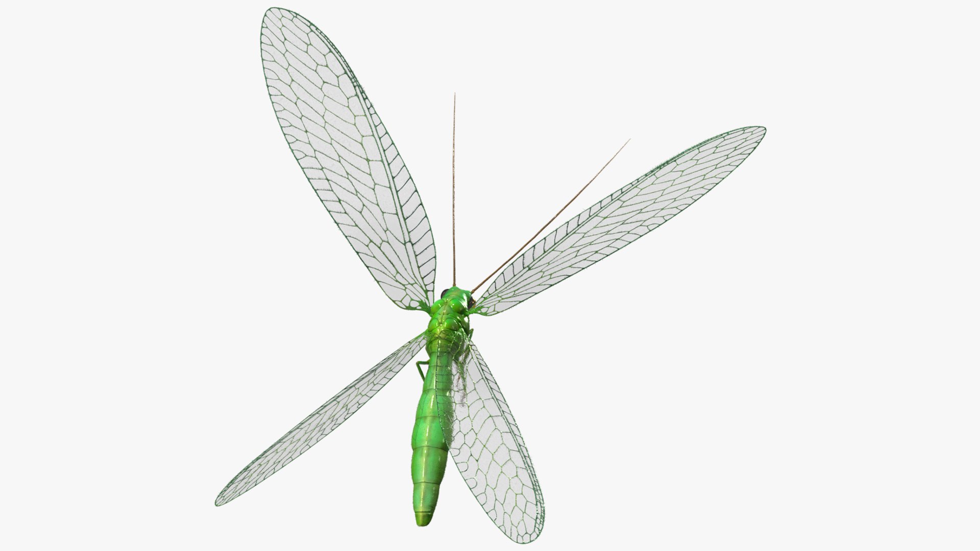 3D Green Lacewing in Flight Fur - TurboSquid 2165659