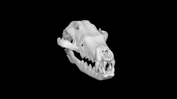 modelo 3d Cráneo de zorro aparejado - TurboSquid 1885060
