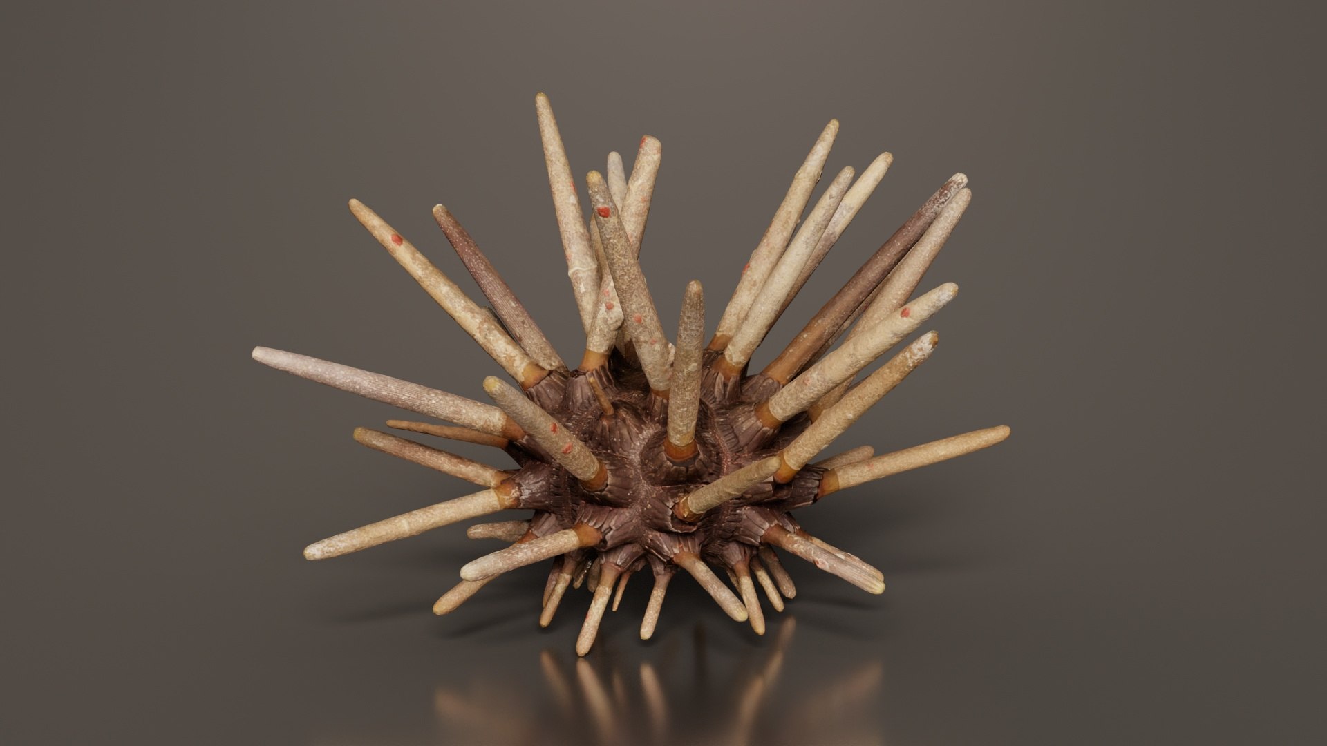 3D Model Lance Urchin Phyllacanthus Imperialis Remastered - TurboSquid ...
