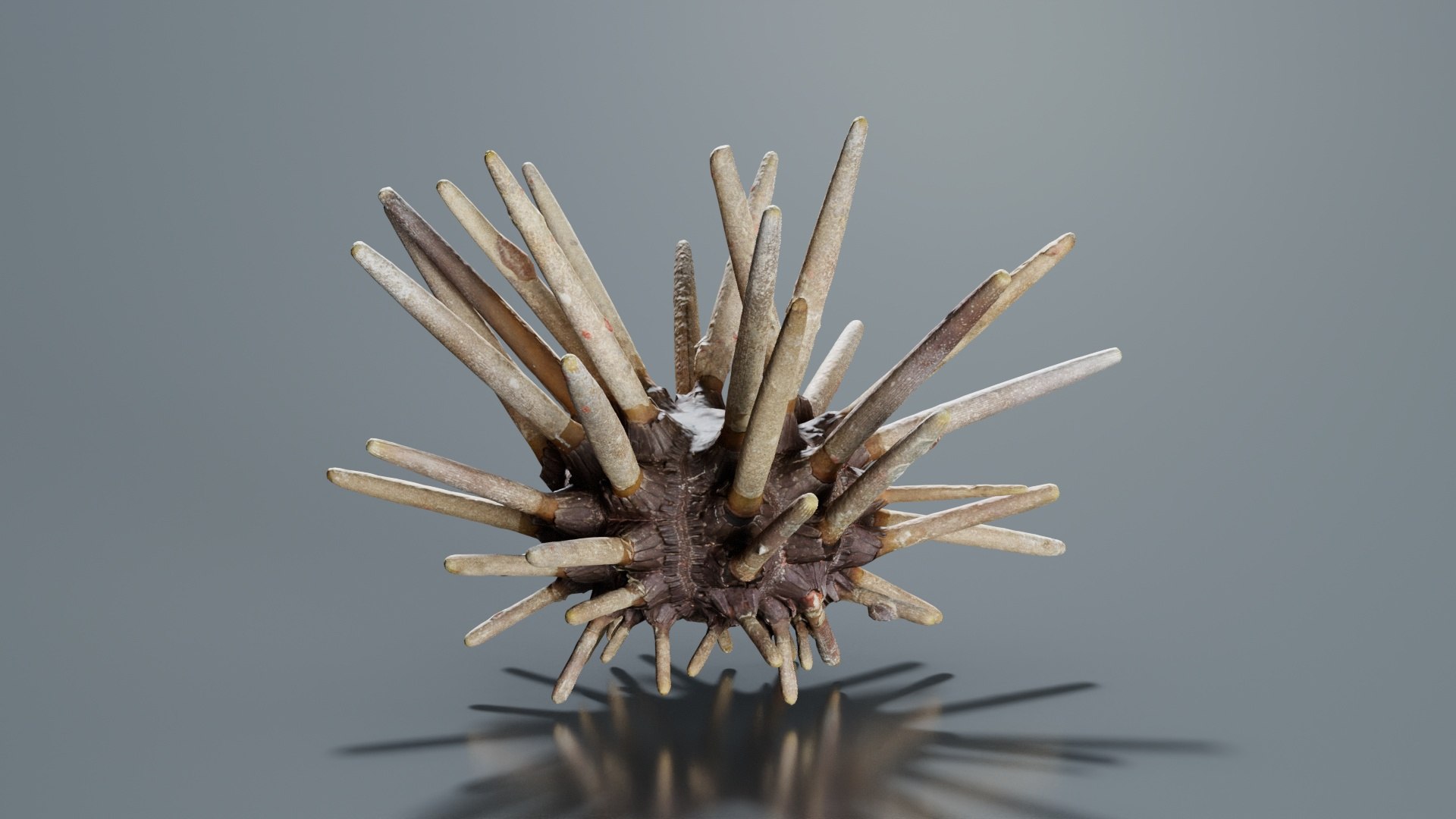 3D Model Lance Urchin Phyllacanthus Imperialis Remastered - TurboSquid ...