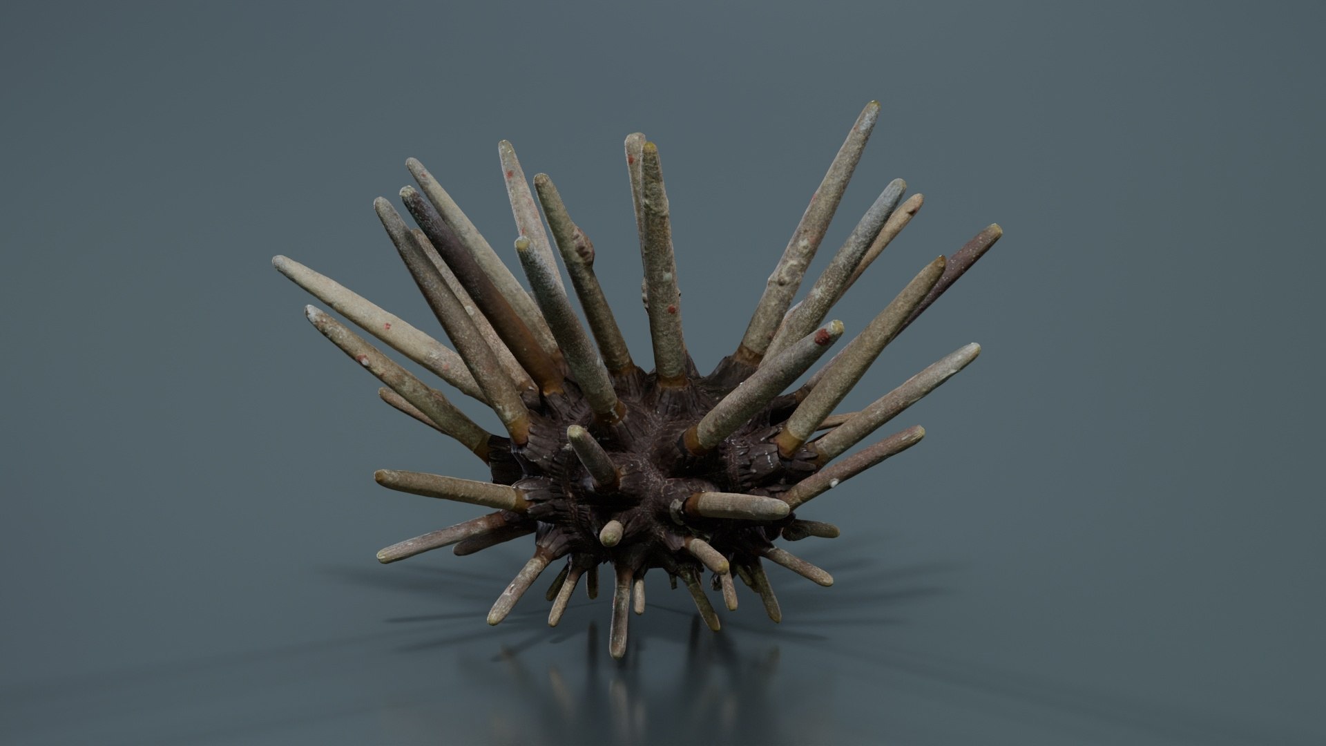 3D Model Lance Urchin Phyllacanthus Imperialis Remastered - TurboSquid ...