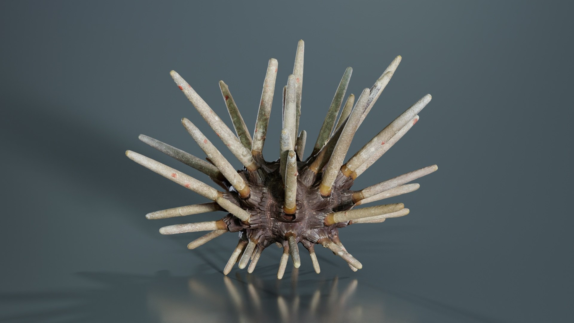 3D Model Lance Urchin Phyllacanthus Imperialis Remastered - TurboSquid ...