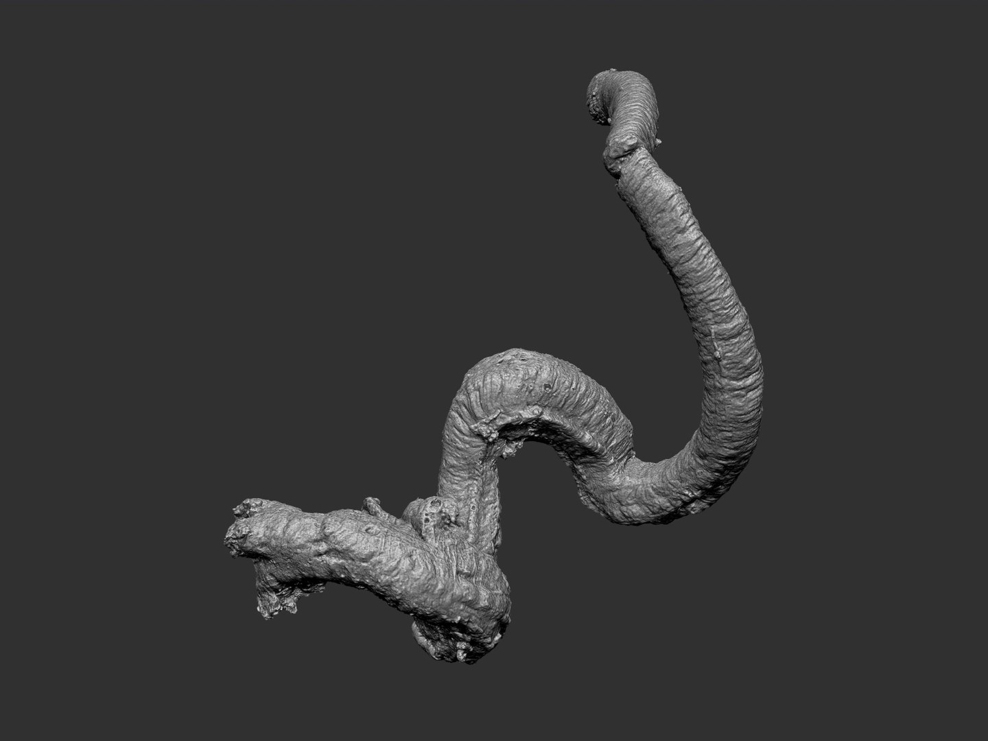 Alien Meat Tentacle 3d Max