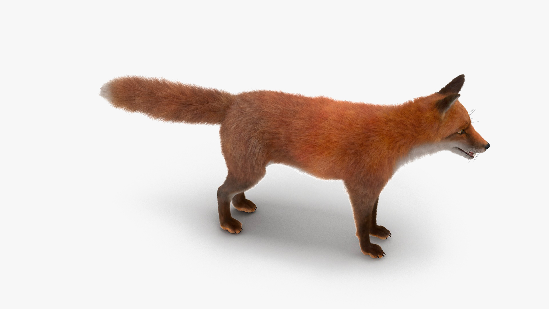 3D Red Fox Base Pose Fur - TurboSquid 2183083