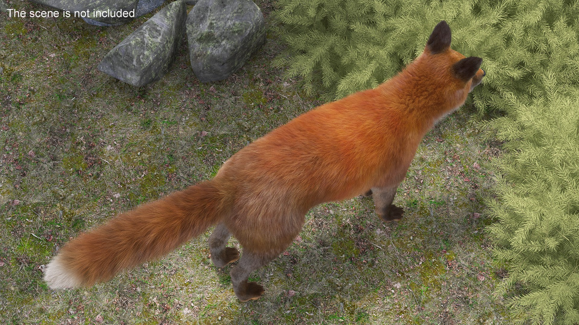 3D Red Fox Base Pose Fur - TurboSquid 2183083