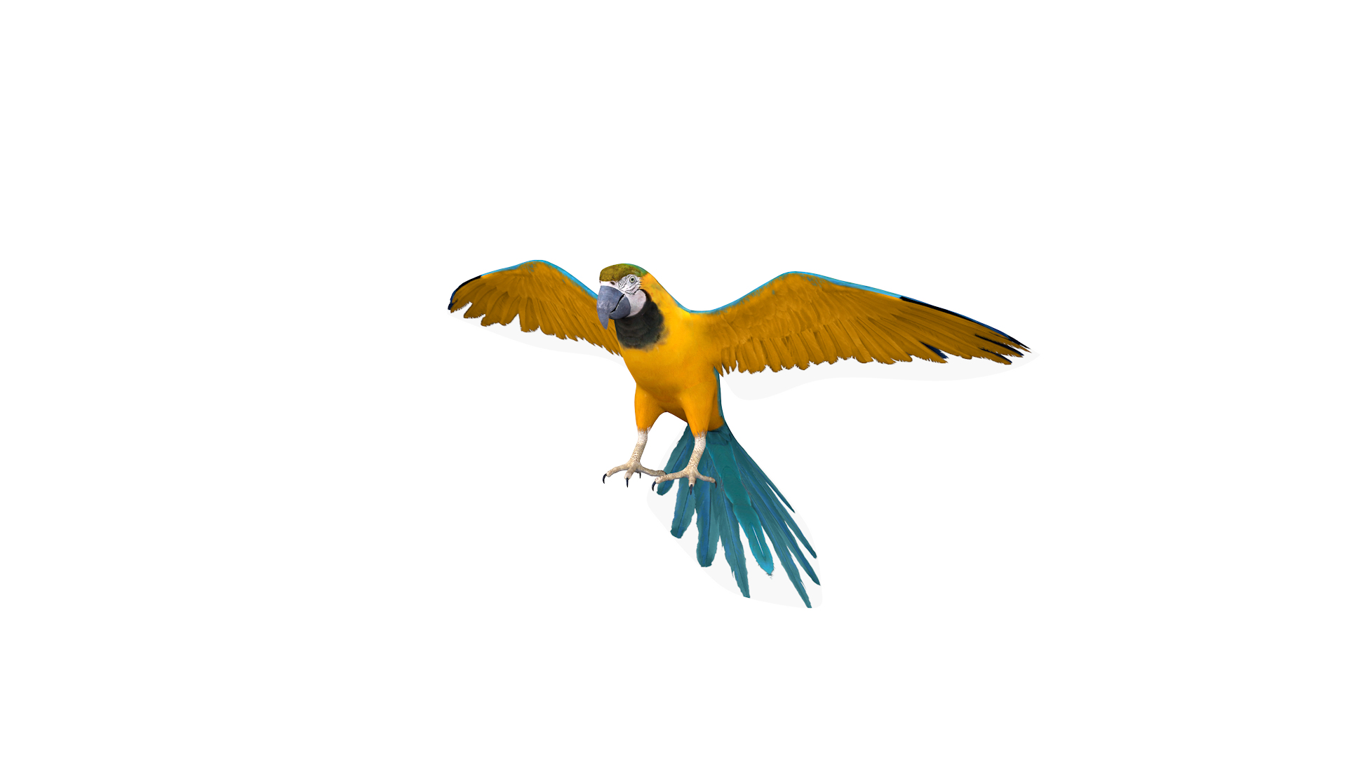 3D model Parrot - TurboSquid 1837806