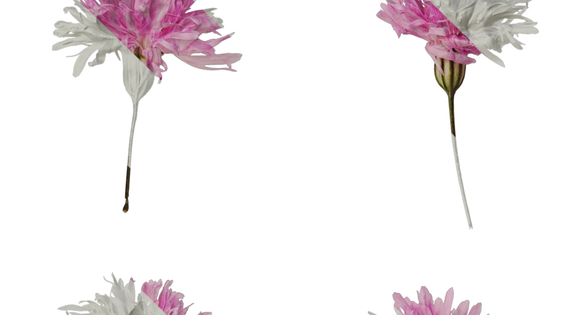 3D Anydrafts Lychnis Fulgens Flower 02 Textures Model - TurboSquid 2356501