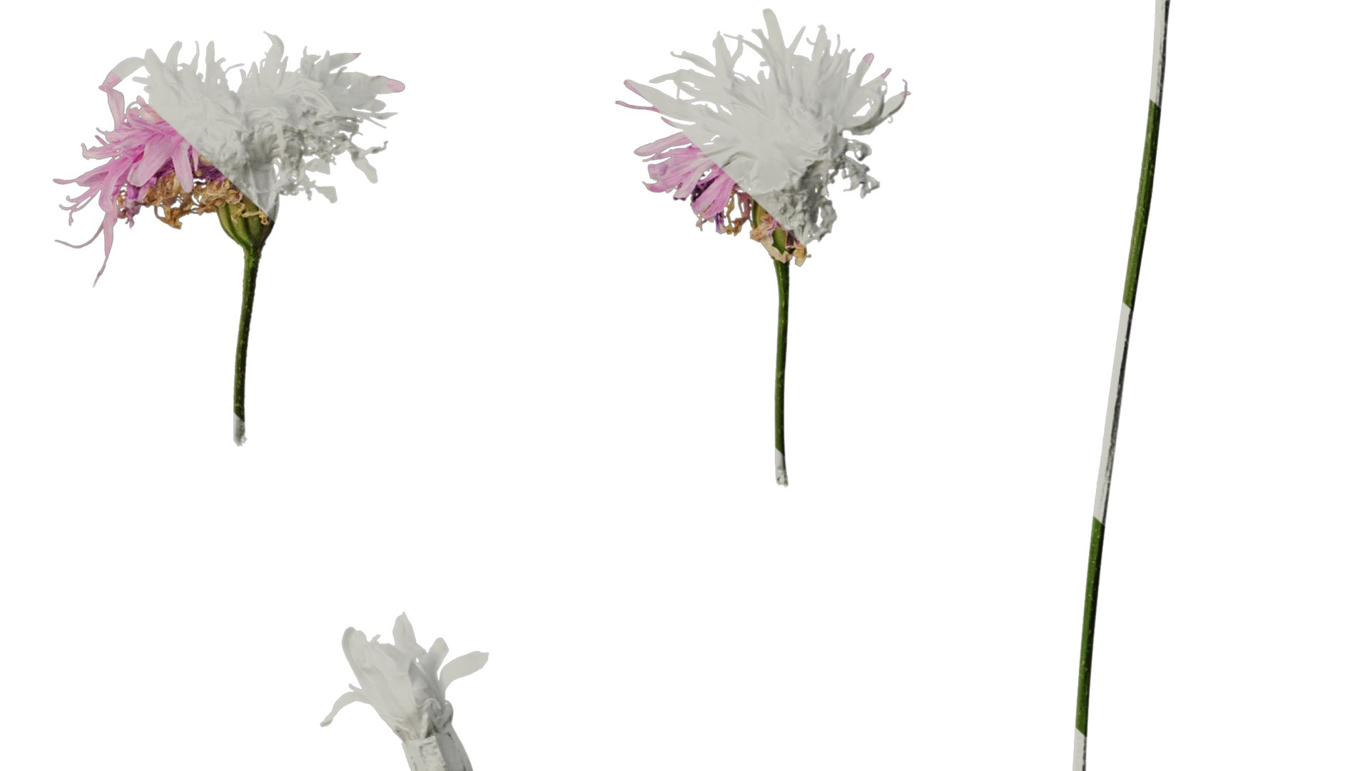 3D Anydrafts Lychnis Fulgens Flower 02 Textures Model - TurboSquid 2356501