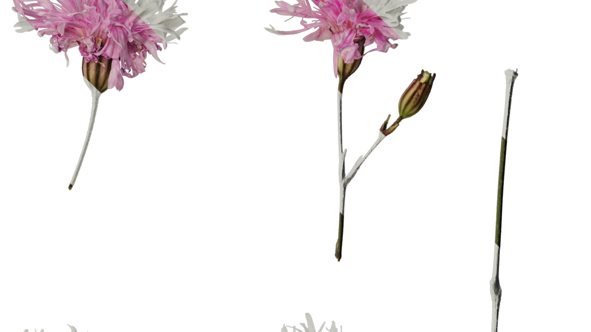 3D Anydrafts Lychnis Fulgens Flower 02 Textures Model - TurboSquid 2356501