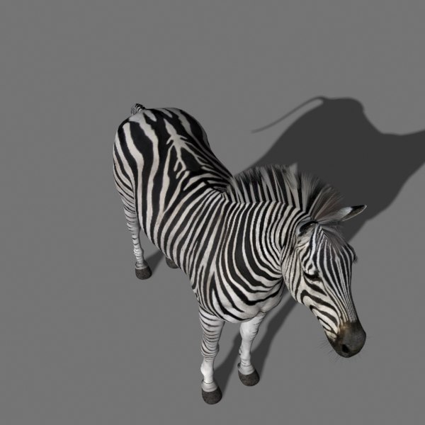 3d realistic zebra model