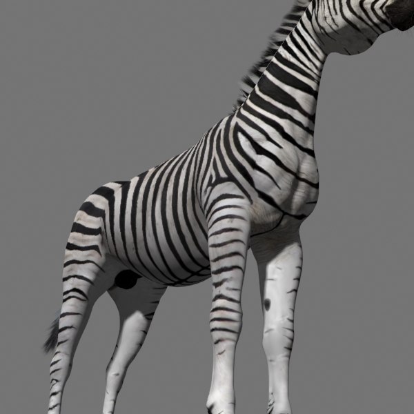 3d realistic zebra model