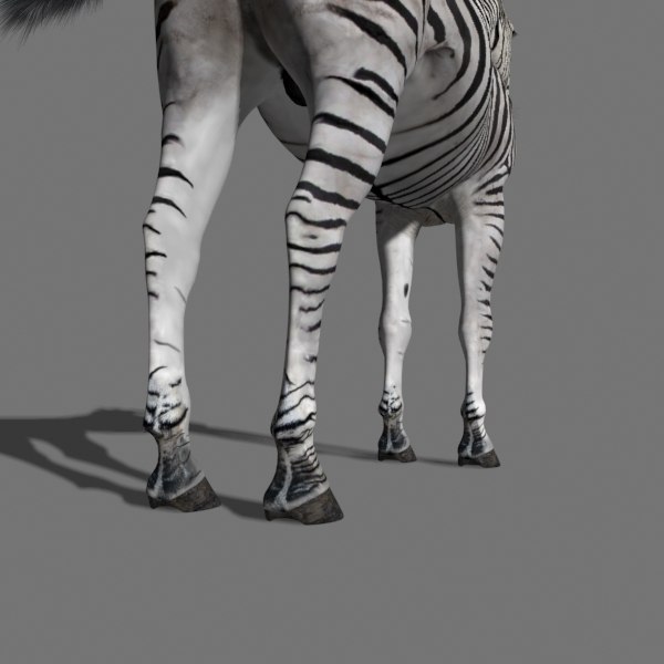 3d realistic zebra model