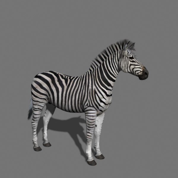 3d realistic zebra model
