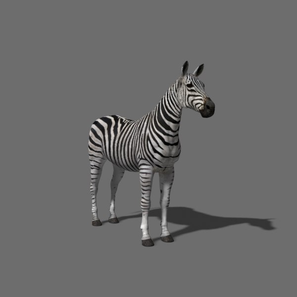 3d realistic zebra model