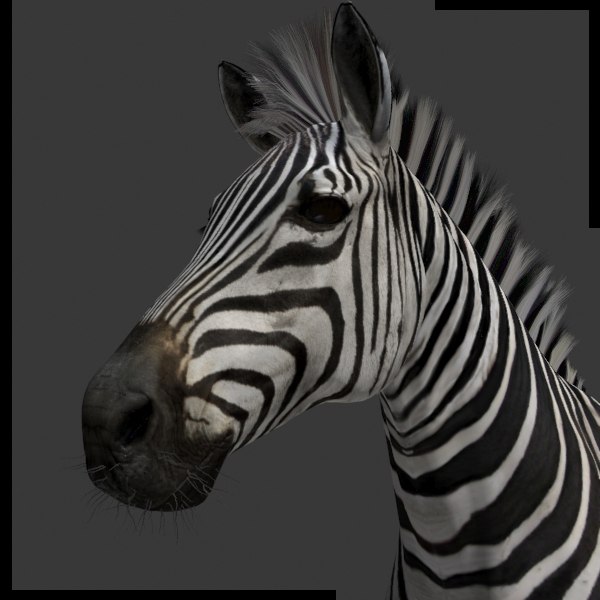 3d realistic zebra model