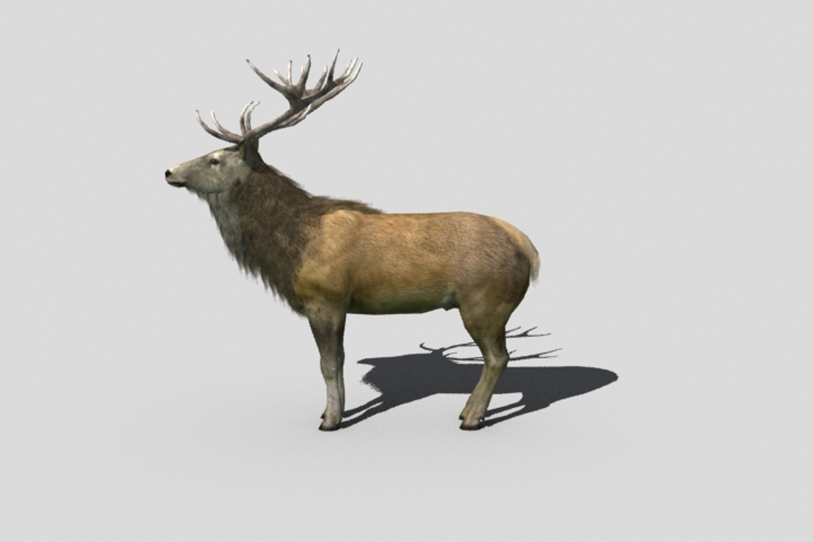 3d Model Stag Animations