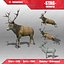 3d Model Stag Animations