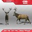 3d Model Stag Animations