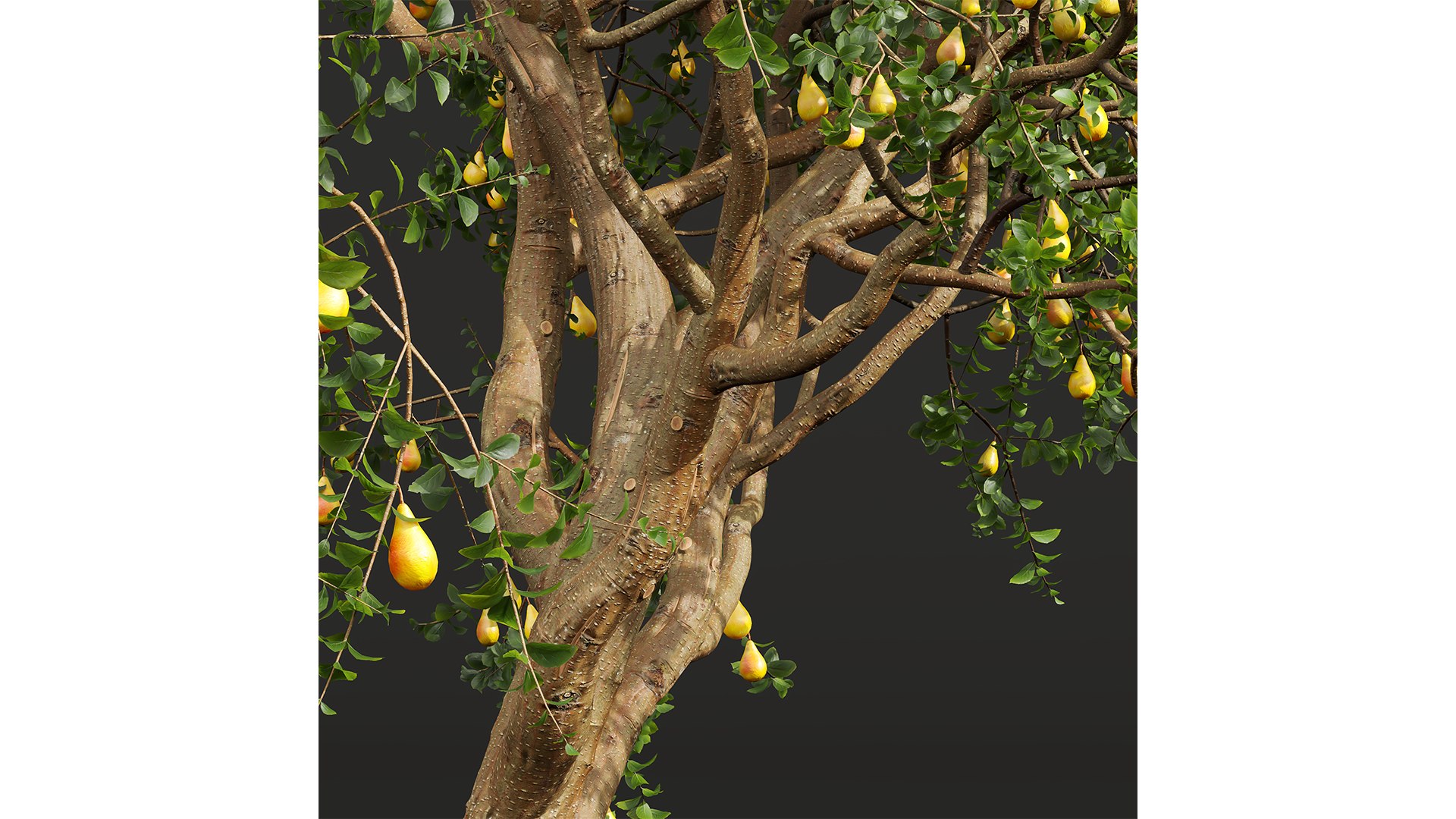 New Plant High detail Pear Pyrus Communis Red model - TurboSquid 2159315