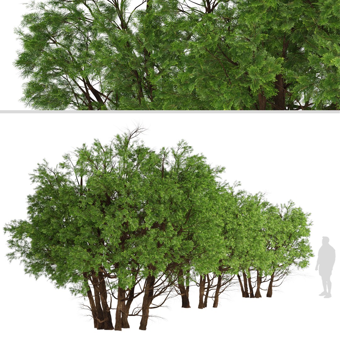 Set Of Arborvitae Thuja Or Northern White Cedar Tree - 2 Trees 3D ...