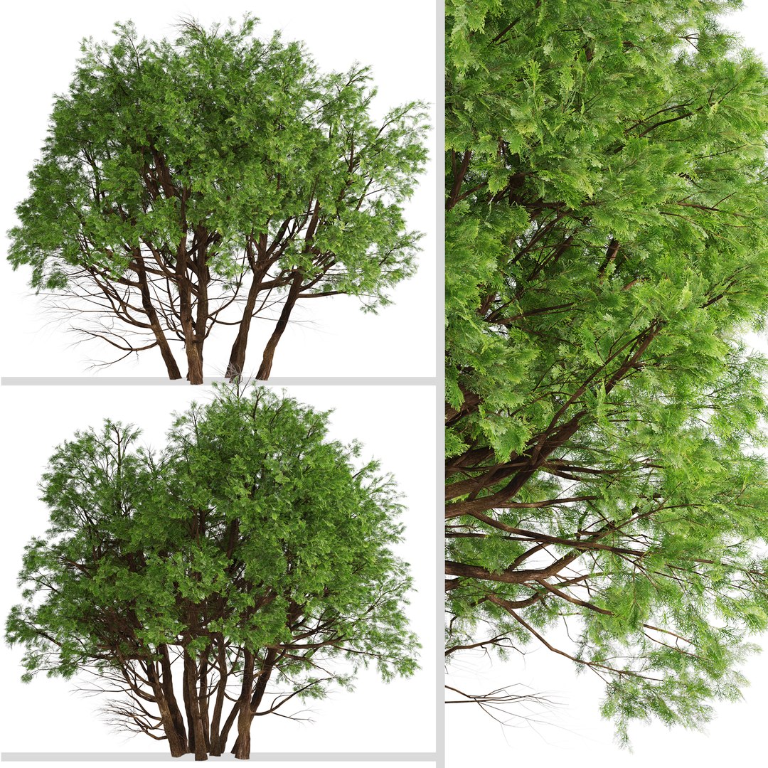 Set Of Arborvitae Thuja Or Northern White Cedar Tree - 2 Trees 3D ...