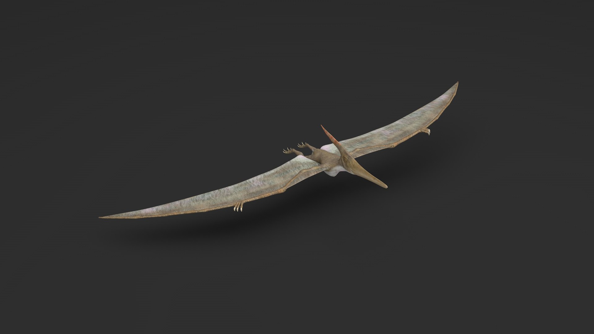 Pteranodon 3D model - TurboSquid 1844369