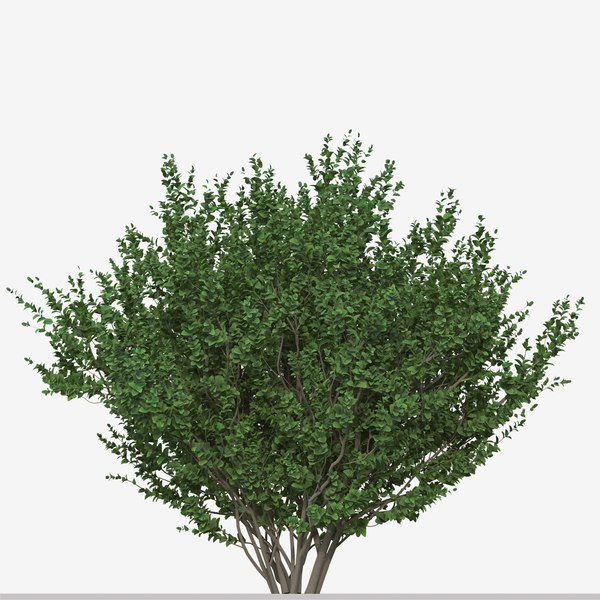 Set of Buxus sempervirens or Boxwood Shurb Modelo 3D - TurboSquid 1968960