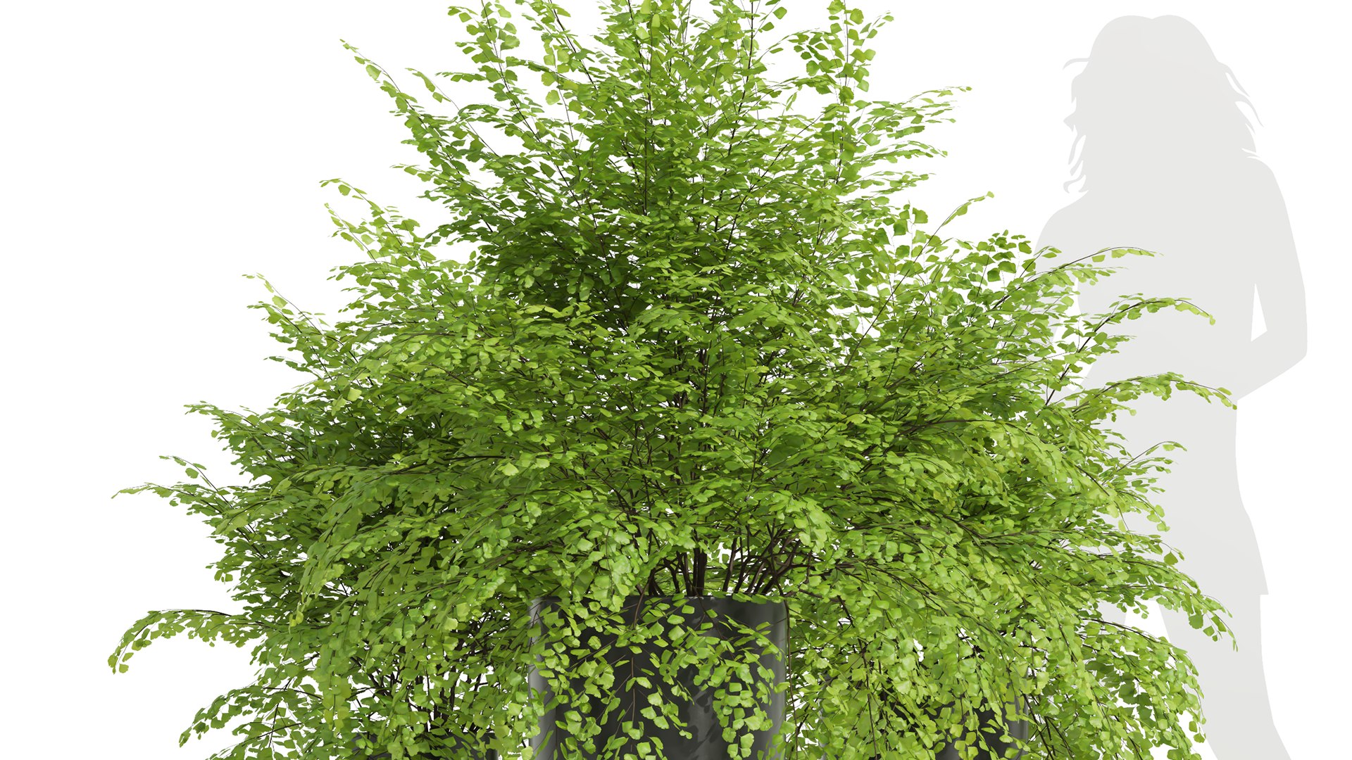 3D New Plant High Detail Adiantum Capillus Veneris Fern - TurboSquid ...