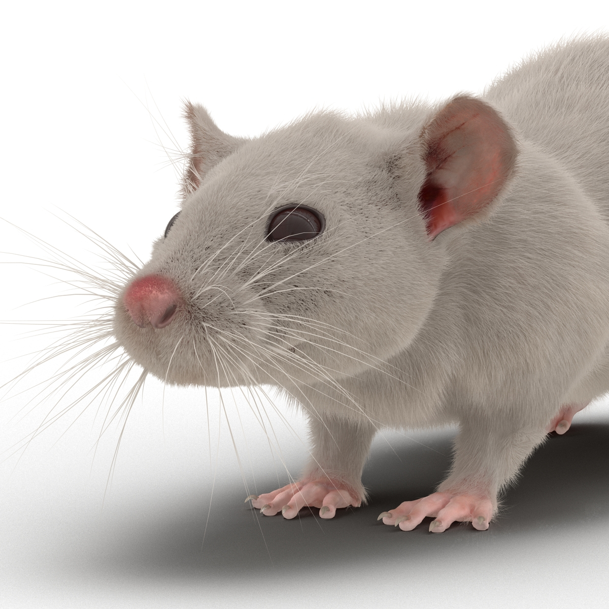 3d model white rat fur