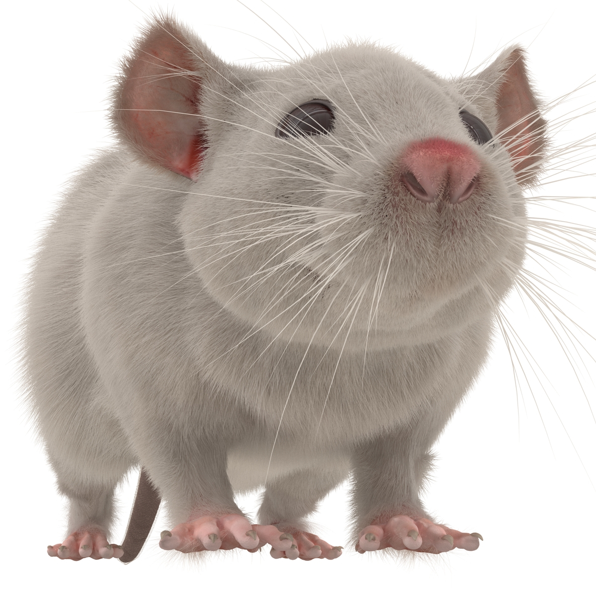 3d model white rat fur