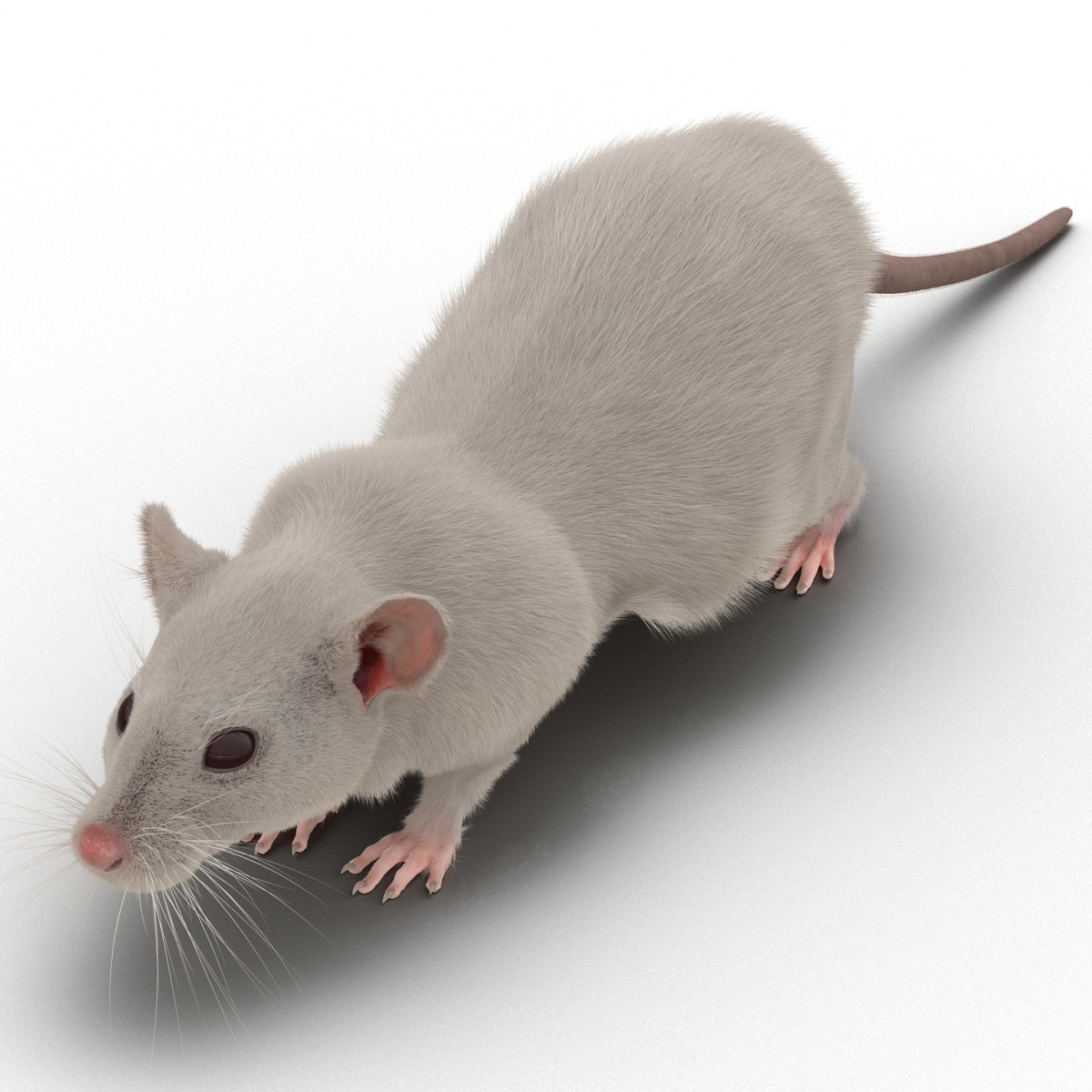 3d model white rat fur