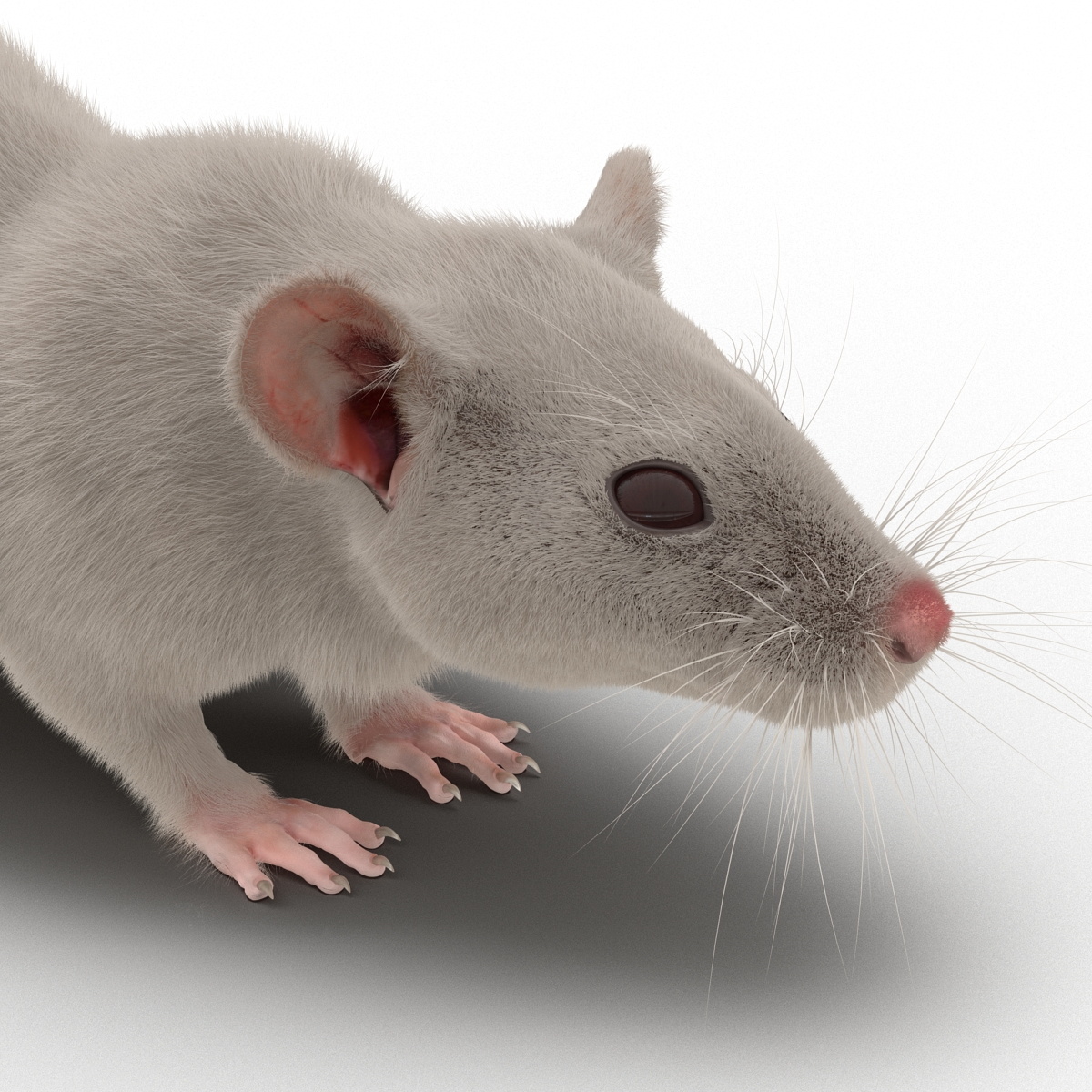3d model white rat fur