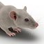 3d Model White Rat Fur