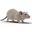 3d Model White Rat Fur
